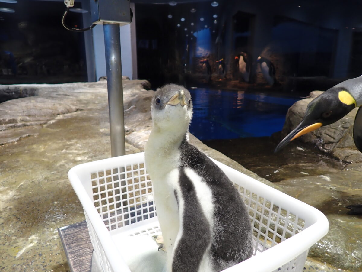 ペンギンのヒナの公開体重測定を開始します！ 市立しものせき水族館｢海響館｣ 公益財団法人下関海洋科学アカデミー 山口県下関市あるかぽーと 6番1号